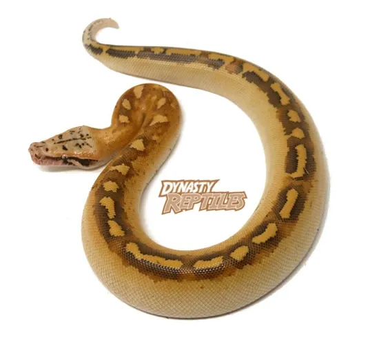 Ivory Blood Python by Dynasty Reptiles