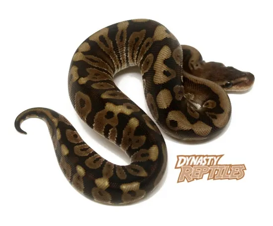 Raven HGW Ball Python by Dynasty Reptiles