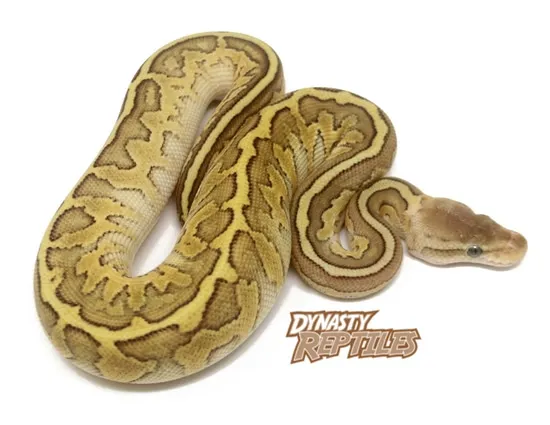 Raven Emperor Pin Ball Python by Dynasty Reptiles