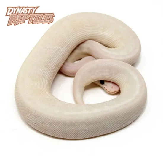 Banana Blue Eye Leucistic Spider Ball Python by Dynasty Reptiles