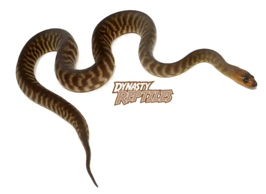 Woma Python by Dynasty Reptiles
