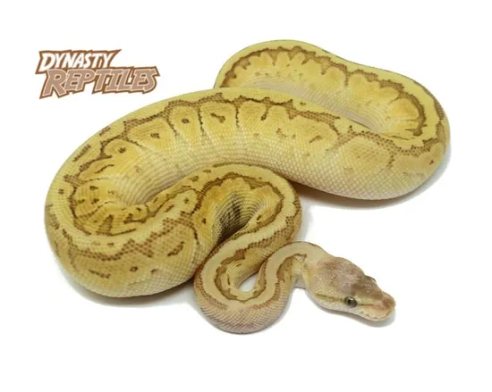 Shatter Emperor Pin Ball Python by Dynasty Reptiles