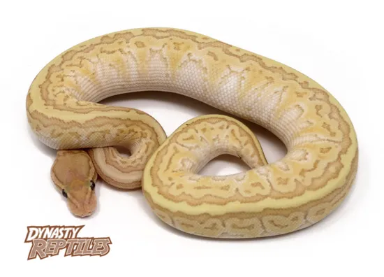 Banana Kingpin Ball Python by Dynasty Reptiles