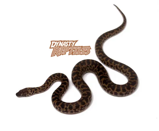 Het Granite Spotted Python by Dynasty Reptiles