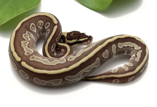 GHI Leopard Enchi Butter Ball Python by Dynasty Reptiles