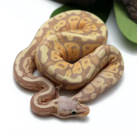 Banana Super Pastel (Female) Ball Python by Dynasty Reptiles