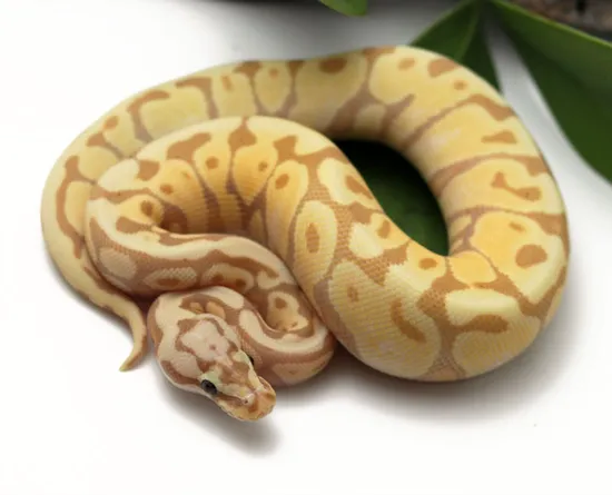 Banana Ench Pastel Woma (Female) Ball Python by Dynasty Reptiles