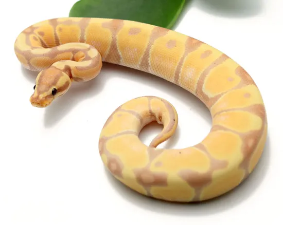 Banana Enchi (Male) Ball Python by Dynasty Reptiles