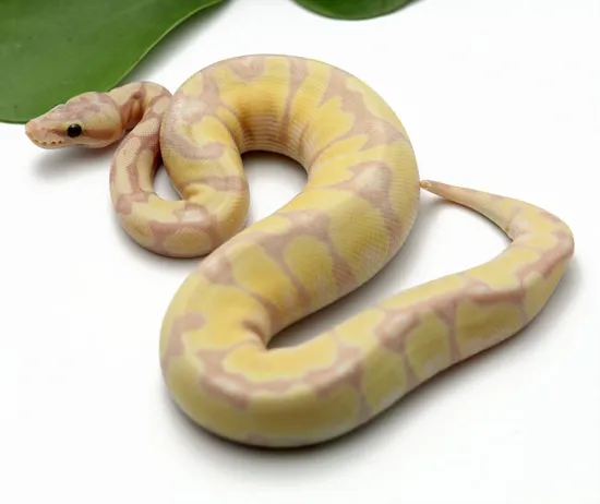 Super Banana Enchi Woma (Male) Ball Python by Dynasty Reptiles