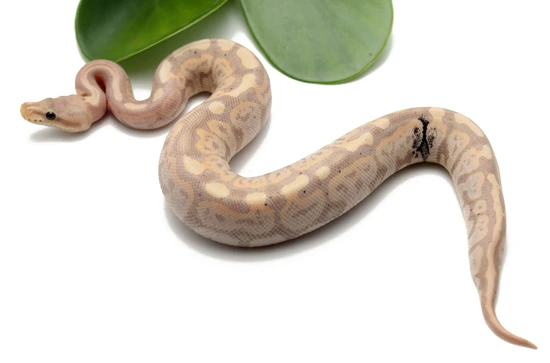 Banana Cinnamon Woma Ball Python by Dynasty Reptiles