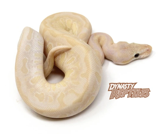 Banana Bamboo Leopard HGW Enchi Ball Python by Dynasty Reptiles