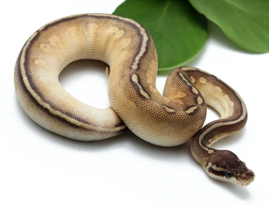 Bongo Super Pastel Butter Ball Python by Dynasty Reptiles