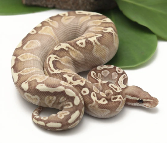 Banana GHI Butter (FM) Ball Python by Dynasty Reptiles