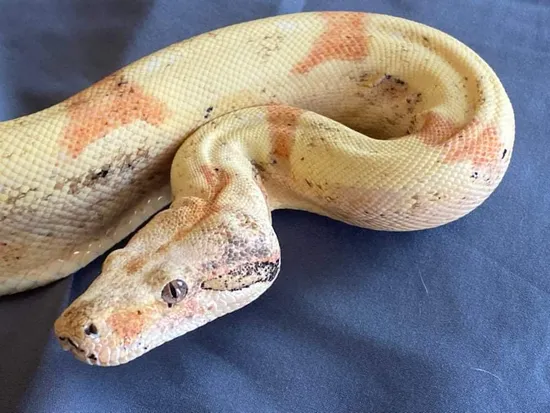 Kahl Sunglow Jungle Paradox Boa Constrictor by Andrew Campbell Reptiles