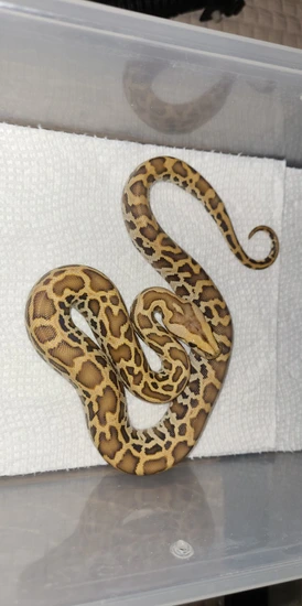 Caramel 66% Het Green Granite Pied Burmese Python by Andrew Campbell ...