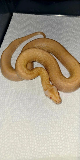 Caramel Granite 50% Het Pied Burmese Python by Andrew Campbell Reptiles
