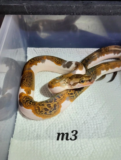 Granite Pied 66% Het GC Caramel 50% Het Green Burmese Python by Andrew ...