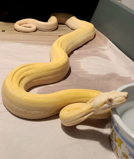 Albino Motley Jungle Boa Constrictor by Andrew Campbell Reptiles