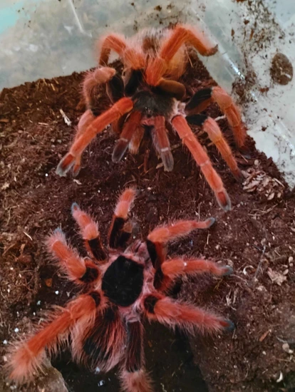 Megaphobema Robustum Tarantula by Underdark Inverts