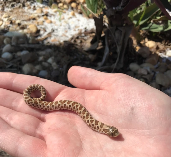 Normal Het Albino Western Hognose by Misfit Morphs