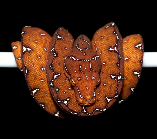 Melanistic Blue Line Designer Green Tree Python by Gulf Coast Chondros