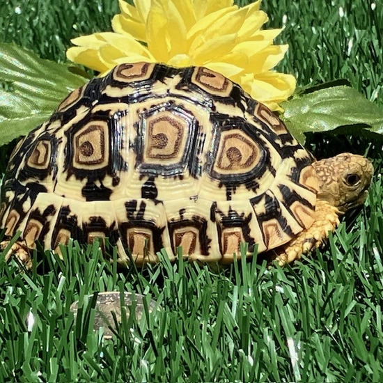 Hybrid/Mixed Leopard Tortoise (SPp/SPb) by Leopard Tortoises Started Right