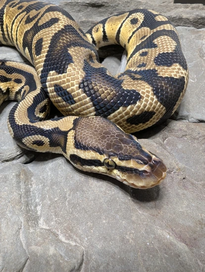 Pastel Pos Nova Either Het Clown Or Migraine Ball Python by Rupp Reptiles