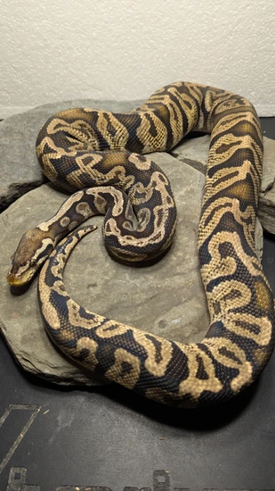 ♂️free Shipping Included In Auction Proven Breeder Pastel Ghi Pos Nova ...