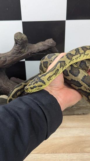 ♂️ Adult Super Caramel Coastal 66%snow Coastal Carpet Python by Rupp ...