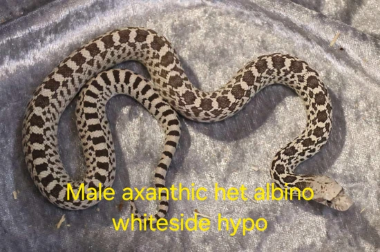 Axanthic Het Albino Whiteside Hypo Bullsnake by Indigo snakes and cribos