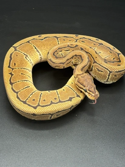 Nr Mandarin Vanilla Pinstripe Het Desert Ghost Het Hypo Ball Python by DexoticS