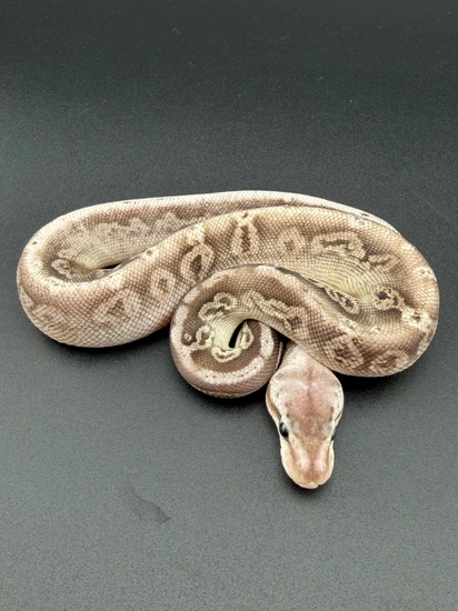 Barnhart Black Pastel Redstripe Pastel Calico Het Hypo Het Clown Ball Python by DexoticS