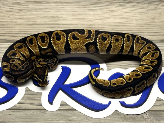 Asphalt 50% Het Piebald Ball Python by DSRoyals
