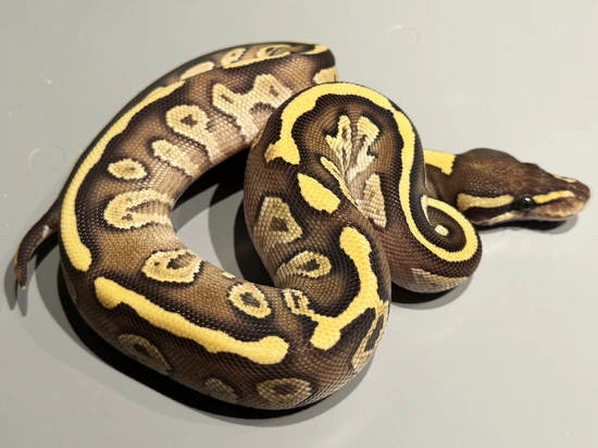Fire Mojave Ball Python by DSRoyals