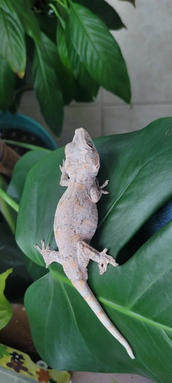 Reticulated Orange And Pink Based Gargoyle Gecko by Dsxoticreations