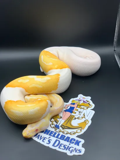 Albino Pied Ball Python by Shellback Dave’s Designs
