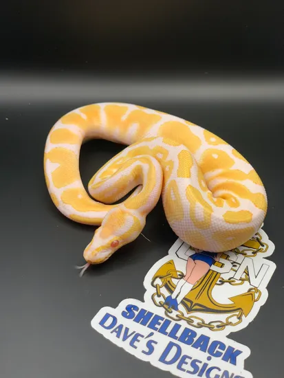 Albino 66% Het Pied Ball Python by Shellback Dave’s Designs