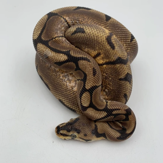 Spider Het Albino 66% Het Piebald Ball Python by Shellback Dave’s Designs