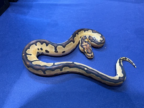 Wookie Leopard Clown Ball Python by D&C Python Palette