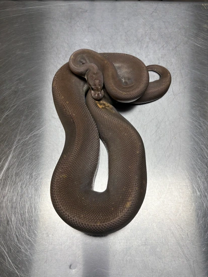 Super Cinnamon Ball Python by DTMG Pythons LLC