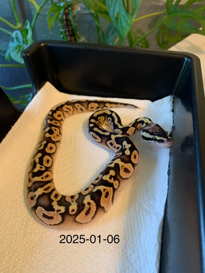 Black Pastel Enchi (Fire) Pastel Het Clown Ball Python by Coldbloodedcrowe