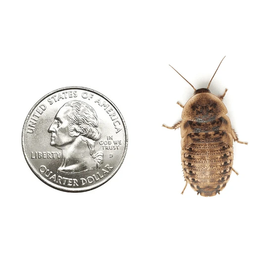 Large 1" Dubia -200 Cockroach by Dubia.com