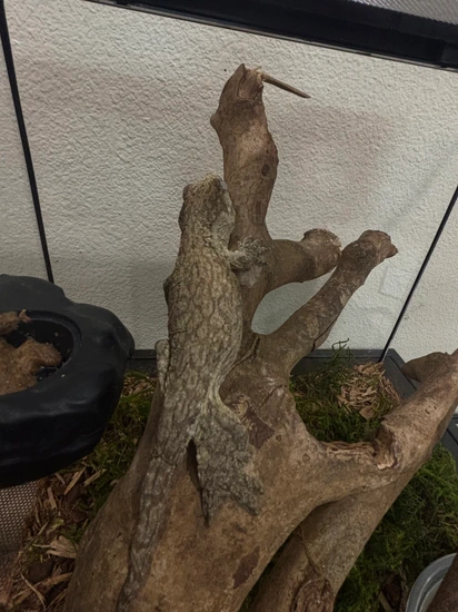 Mike Conley Dark Morph Pure GT Leachianus Gecko by LW Reptiles