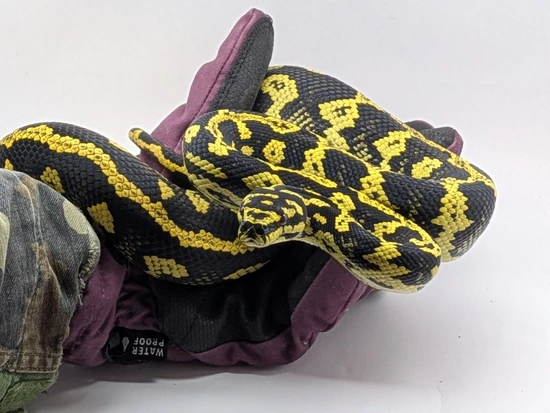 Pure Jungle. Mutton X Vpi Jungle Carpet Python by Dunecrawler herps