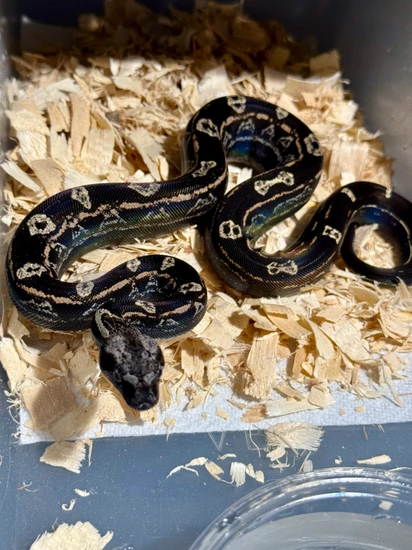 Redrum/PD Line IMG Motley 66% VPI Boa Constrictor by Dustin Lindsey ...