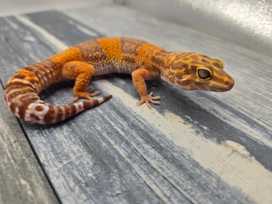 Tangerine Tremper Atomic Copper Leopard Gecko by Sacred Heart Leopard ...