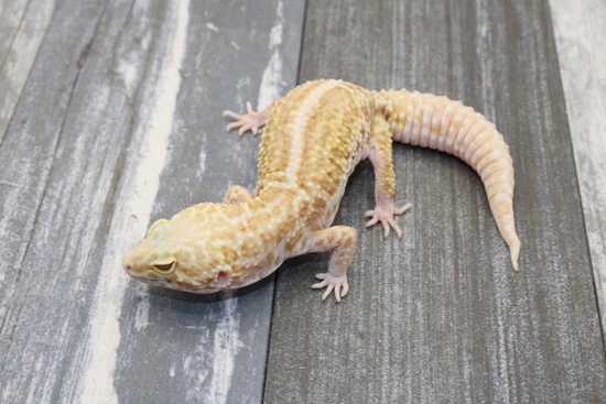 Gem Snow Radar Leopard Gecko by Sacred Heart Leopard Geckos