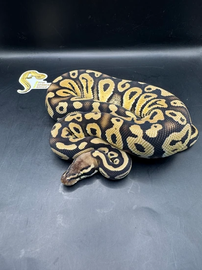 Pastel Phantom (Asphalt) Ball Python by Royal Caribbean Exoticz