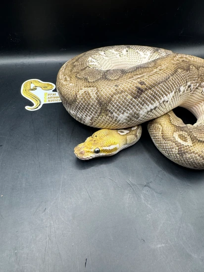 Pastel Bamboo Cinnamon (Calico) Ball Python by Royal Caribbean Exoticz