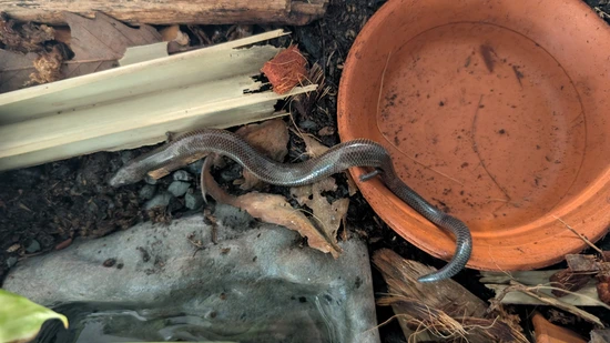 Angels Writhing Skink More Skink by Voodoo Exotics